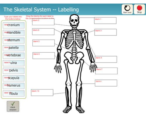 Skeletal System Diagram Types Of Skeletal System Diagrams